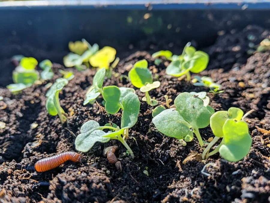 Soil Health Improvement: Get Easy Tips and Tricks - Xeriscaping Basics