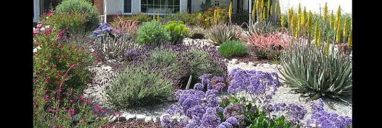 An Introduction to Xeriscaping: Water-Saving Garden Ideas - Xeriscaping ...